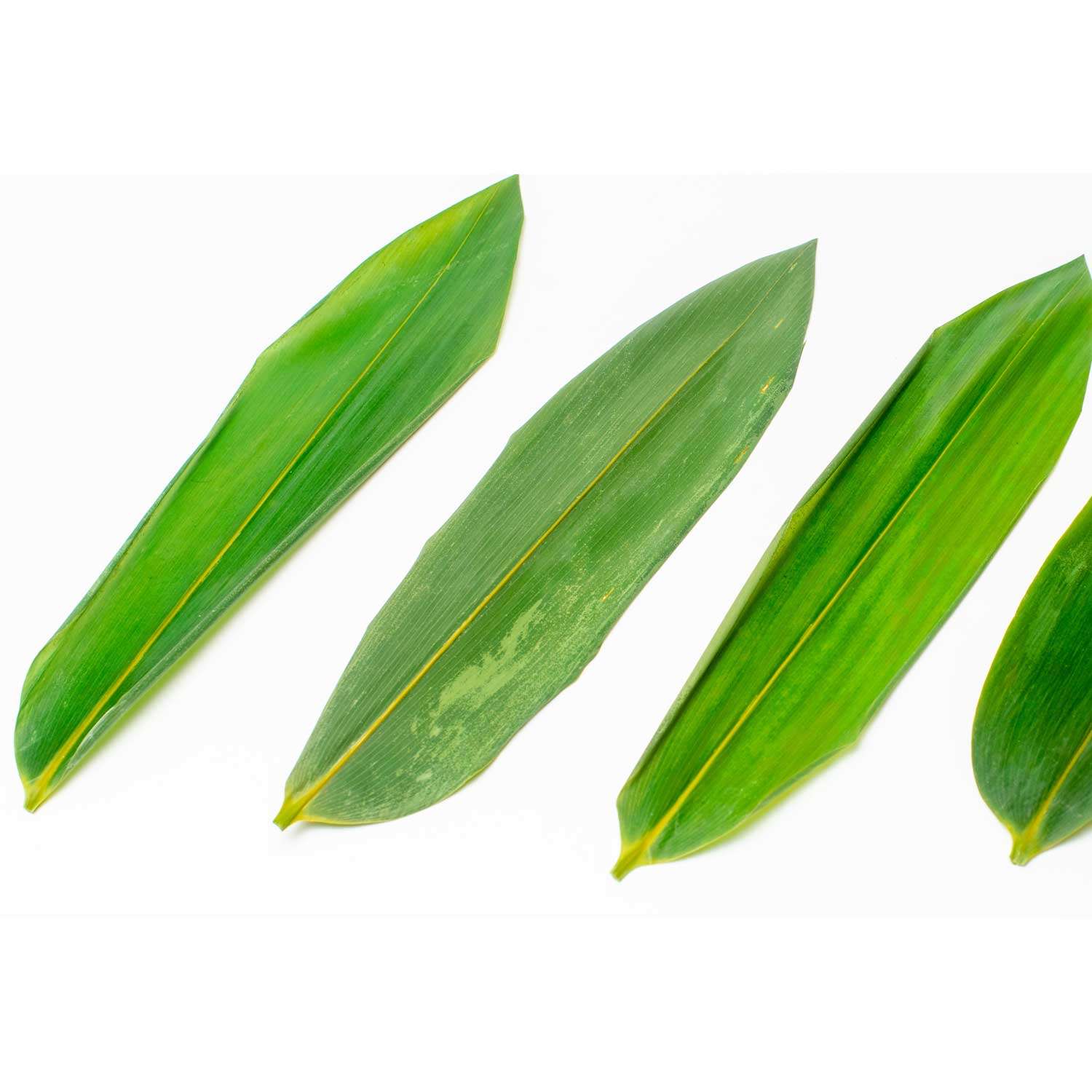 Vacuum-Packed Bamboo Leaves 200 pcs | Korin