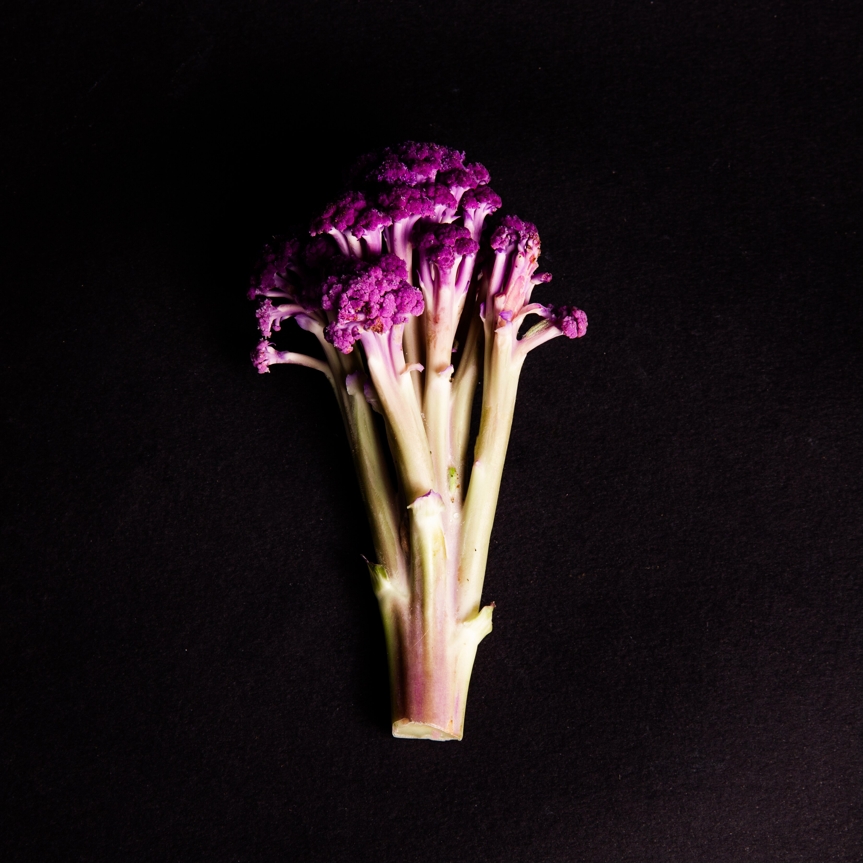 Cauliflower Murasaki Fioretto 70 Seeds (25 seeds/pack) | Korin