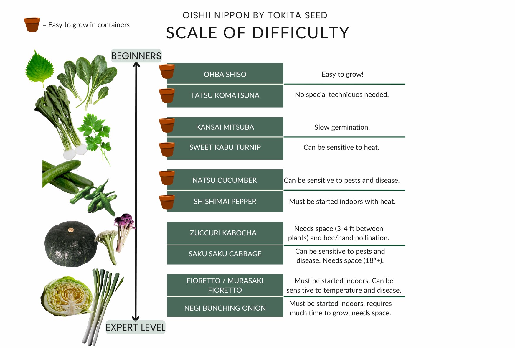 Cucumber Natsu Seeds (250 seeds/pack) | Korin