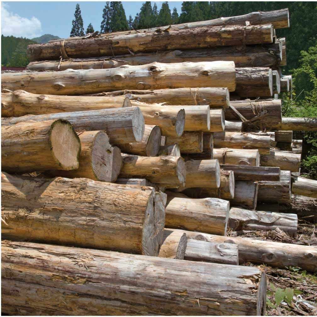 Woodland Wisdom | Korin